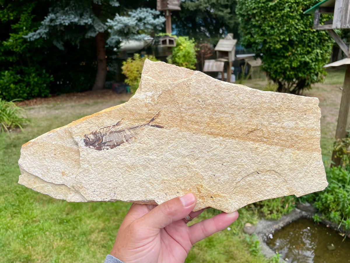 Diplomystus dentatus– The Rock Pile Lapidary Arts