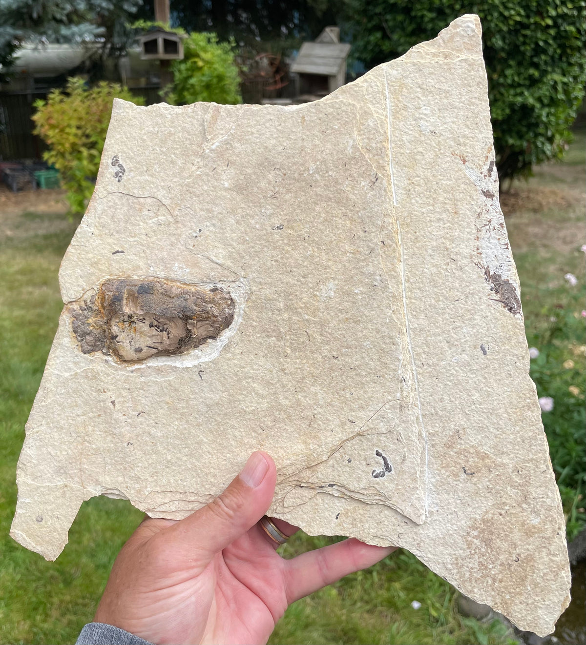 Crocodile Coprolite– The Rock Pile Lapidary Arts