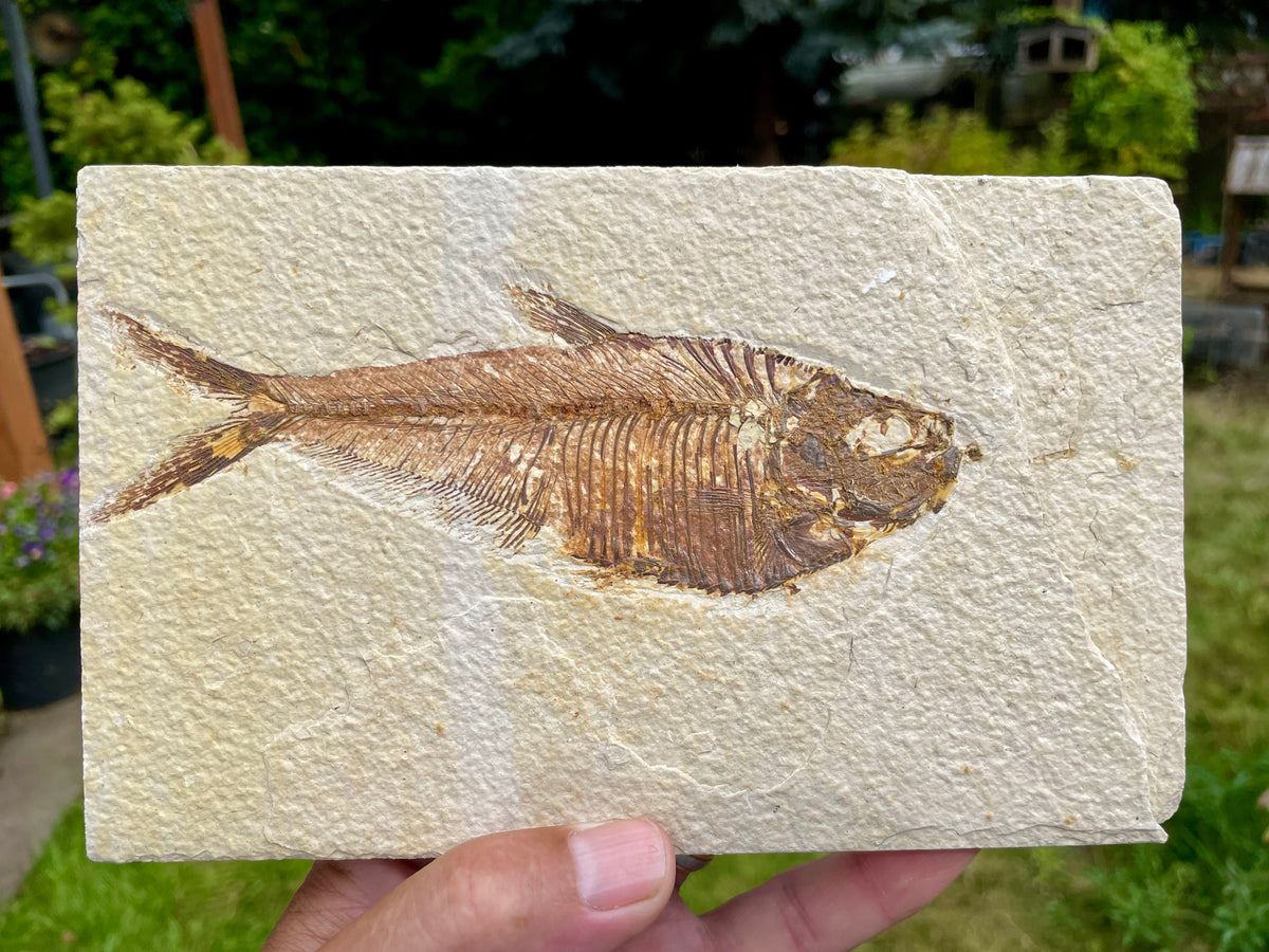 Diplomystus dentatus– The Rock Pile Lapidary Arts