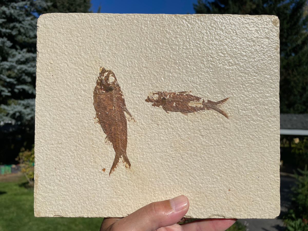 Double Knightia fish fossil plate– The Rock Pile Lapidary Arts