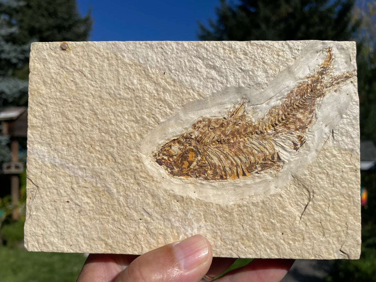 Knightia eoceana– The Rock Pile Lapidary Arts